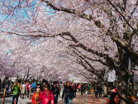 Ultimate Guide to the Cherry Blossom Festival in Jinhae, South Korea