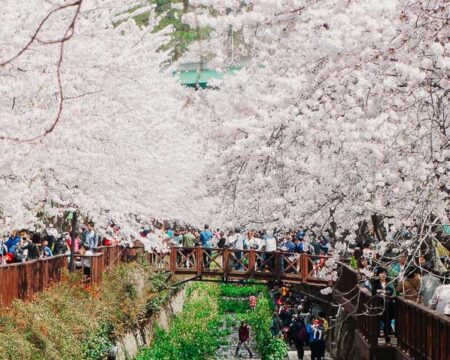 Ultimate Guide to the Cherry Blossom Festival in Jinhae, South Korea