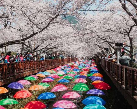 Ultimate Guide to the Cherry Blossom Festival in Jinhae, South Korea