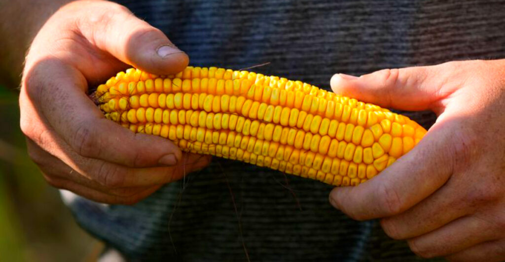 10 Sweet Corn Experiences You’ll Only Find in Iowa