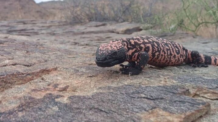 Arizona’s Gila Monster Hot Spots Few Dare to Visit