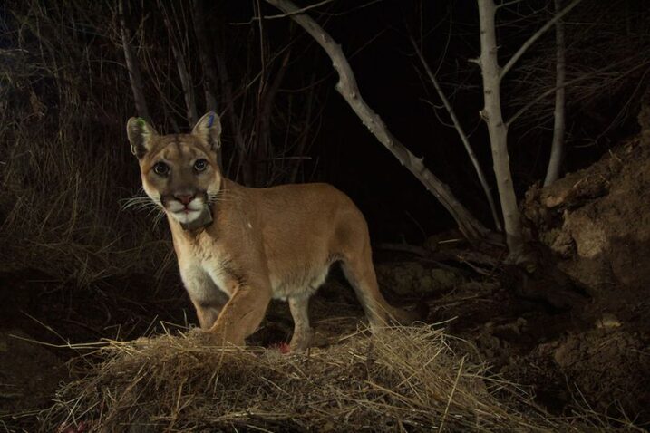 California’s Mountain Lion Hot Spots That’ll Give You Chills