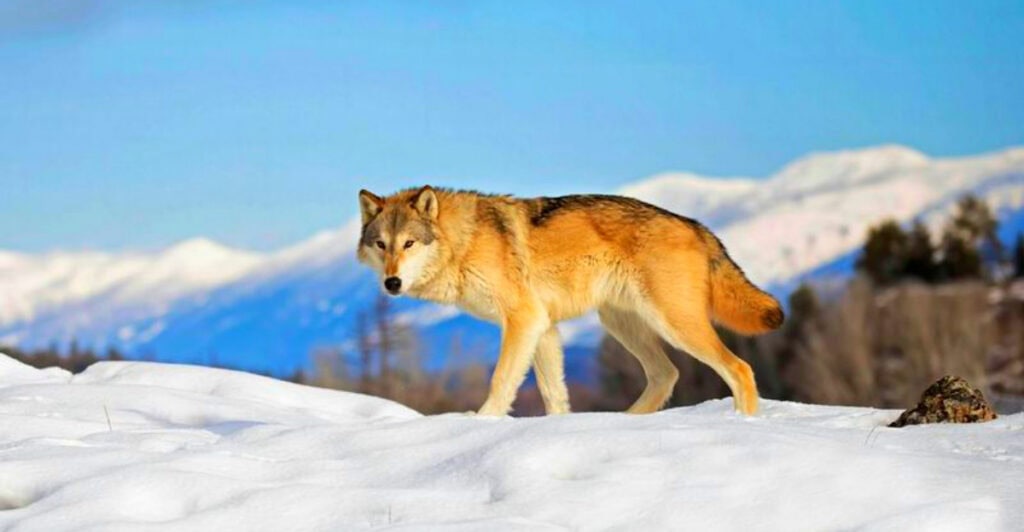 Montana’s Wolf Zones Too Dangerous for Lone Hikers