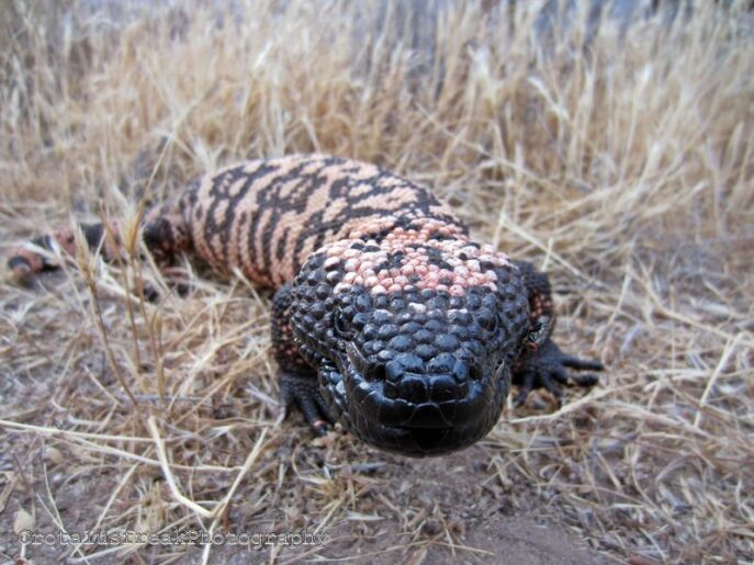 Arizona’s Gila Monster Hot Spots Few Dare to Visit