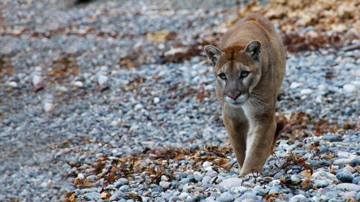 California’s Mountain Lion Hot Spots That’ll Give You Chills