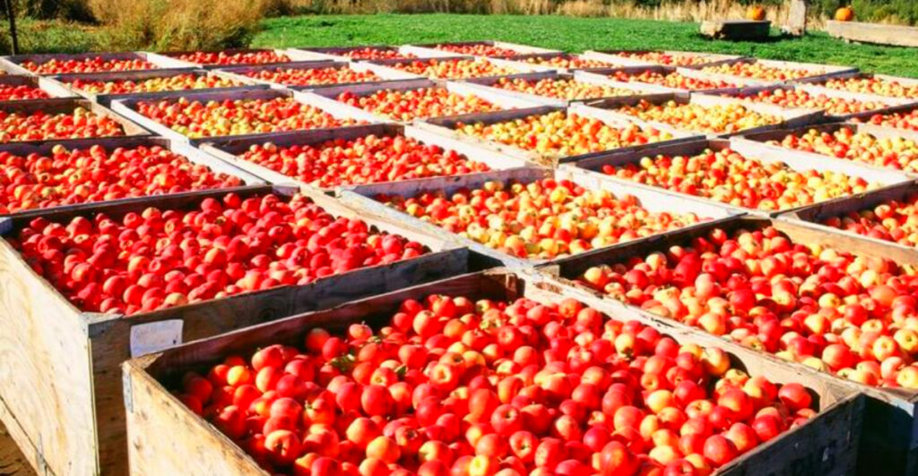 The West’s Best Apple Orchards for Fall Weekends (Cider Included)