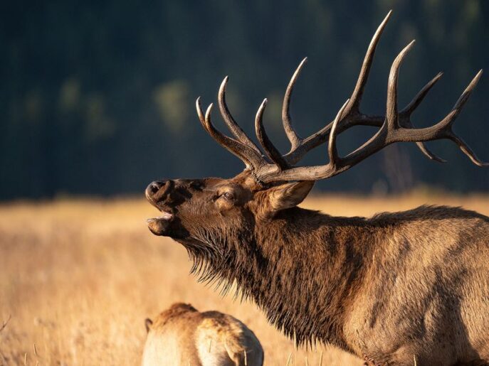 Where to See Elk Bugling This Fall