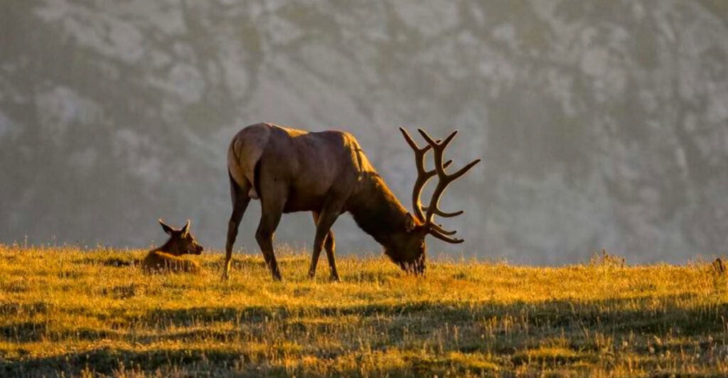 Where to See Elk Bugling This Fall