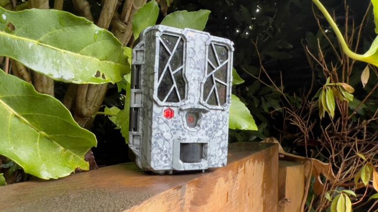 10 Best Trail Cameras to Help You Capture Wildlife Without Disturbing It