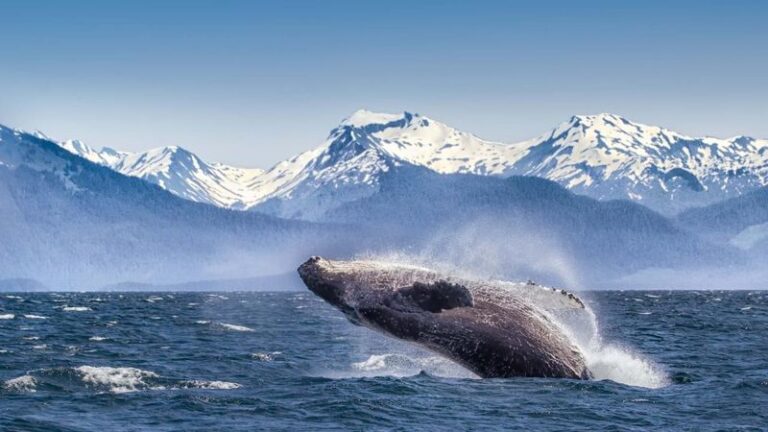 The Hidden Alaska Bay Town with Glaciers and Whale Watching