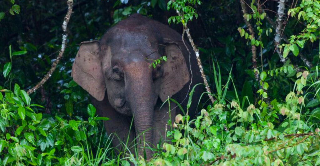15 Countries With the Most Unique Wildlife Experiences