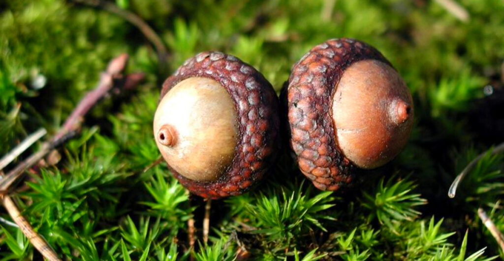 20 Ancient Foods Native Americans Lived On Before Europeans Arrived