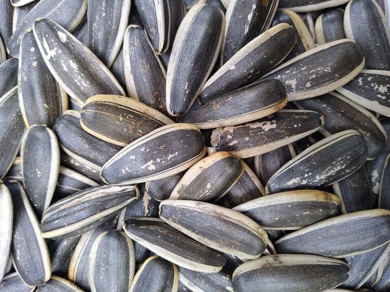 20 Ancient Foods Native Americans Lived On Before Europeans Arrived