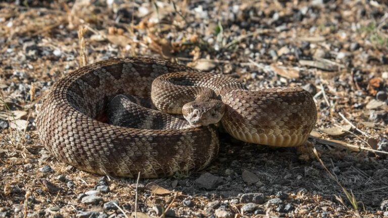 Nevada's Most Dangerous Rattlesnake Hotspots That Even Park Rangers Avoid