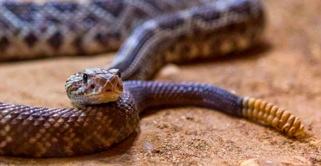 Nevada's Most Dangerous Rattlesnake Hotspots That Even Park Rangers Avoid