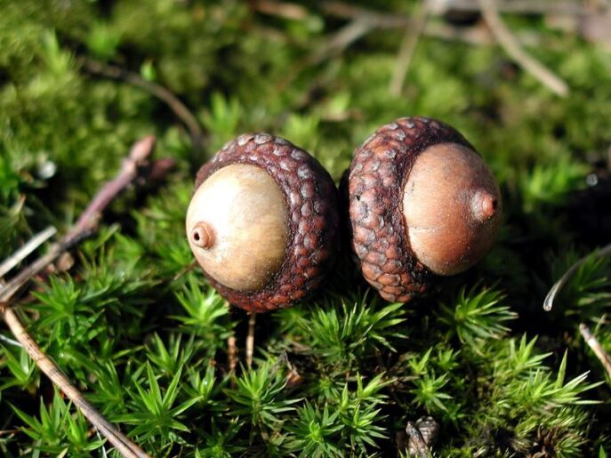 20 Ancient Foods Native Americans Lived On Before Europeans Arrived