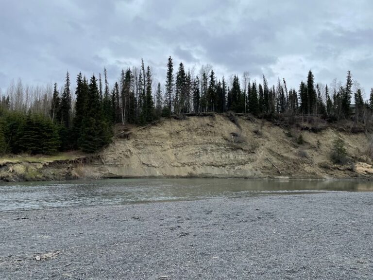 Alaska’s Moose Attack Zones That Locals Fear Most