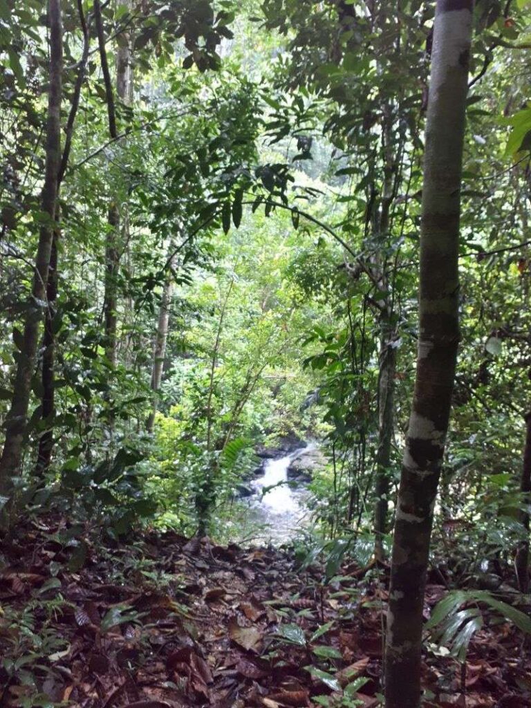 A Near-Perfect Pyramid Just Appeared in the Amazon - Scientists Reveal ...