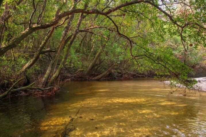 Florida Quietly Opened a New State Park in the Panhandle - Here's Why ...