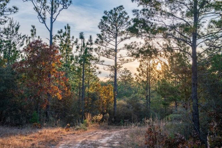 Florida Quietly Opened a New State Park in the Panhandle - Here's Why ...