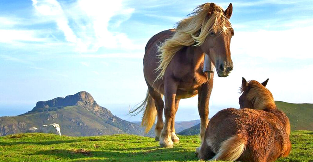 12 Powerful Animals In Native American Culture And Their Deep Spiritual ...