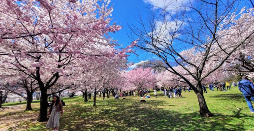 9 Picture-Perfect Spots for Cherry Blossoms in New Jersey