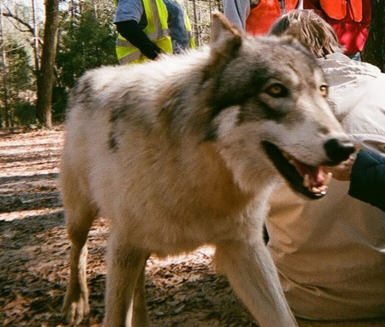 This Florida Preserve Lets Visitors Go Face-to-Face With Wolves