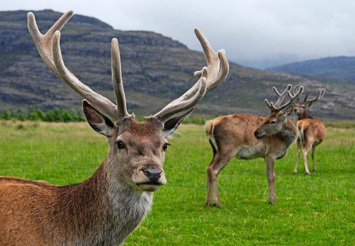 12 Powerful Animals In Native American Culture And Their Deep Spiritual ...