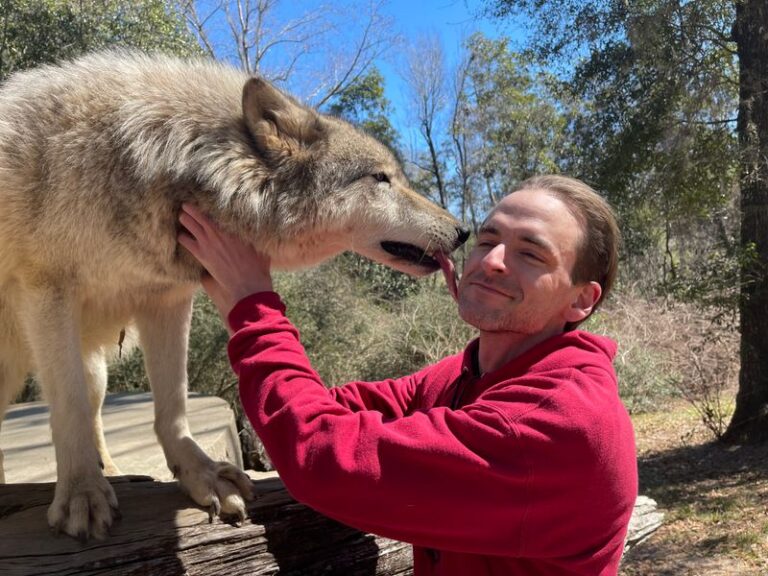 This Florida Preserve Lets Visitors Go Face-to-Face With Wolves