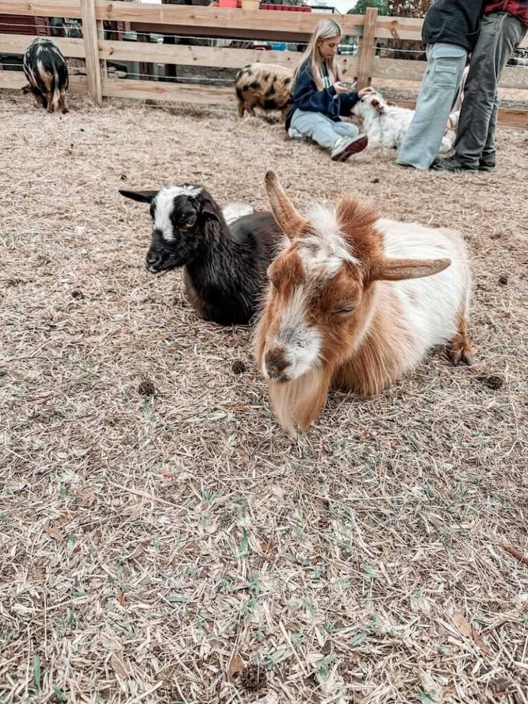 Meet Baby Highland Cows At This Adorable New Animal Café In St ...