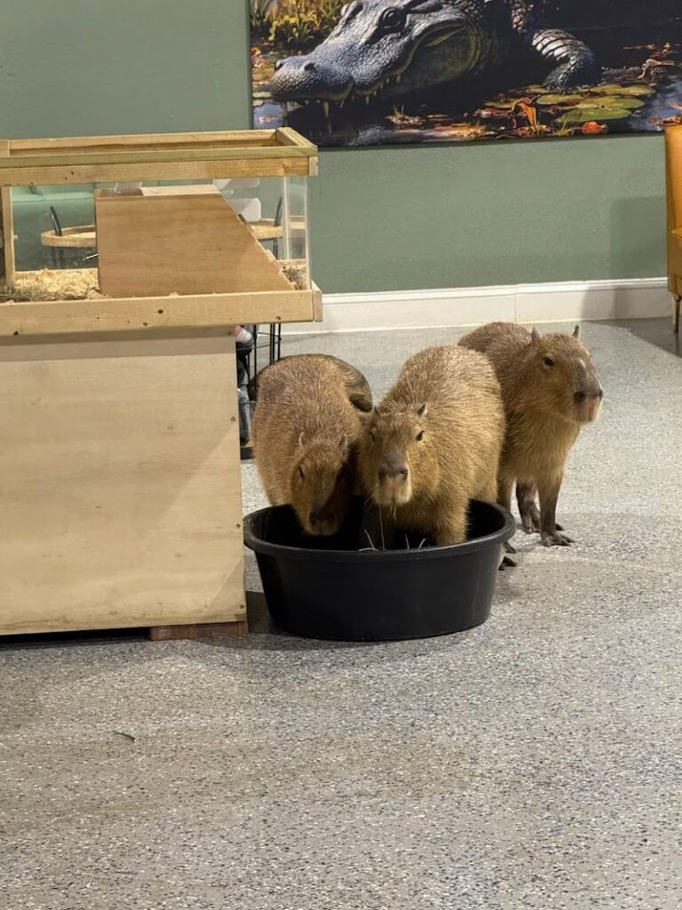 You Can Hang Out With Capybaras While Drinking Coffee In Florida