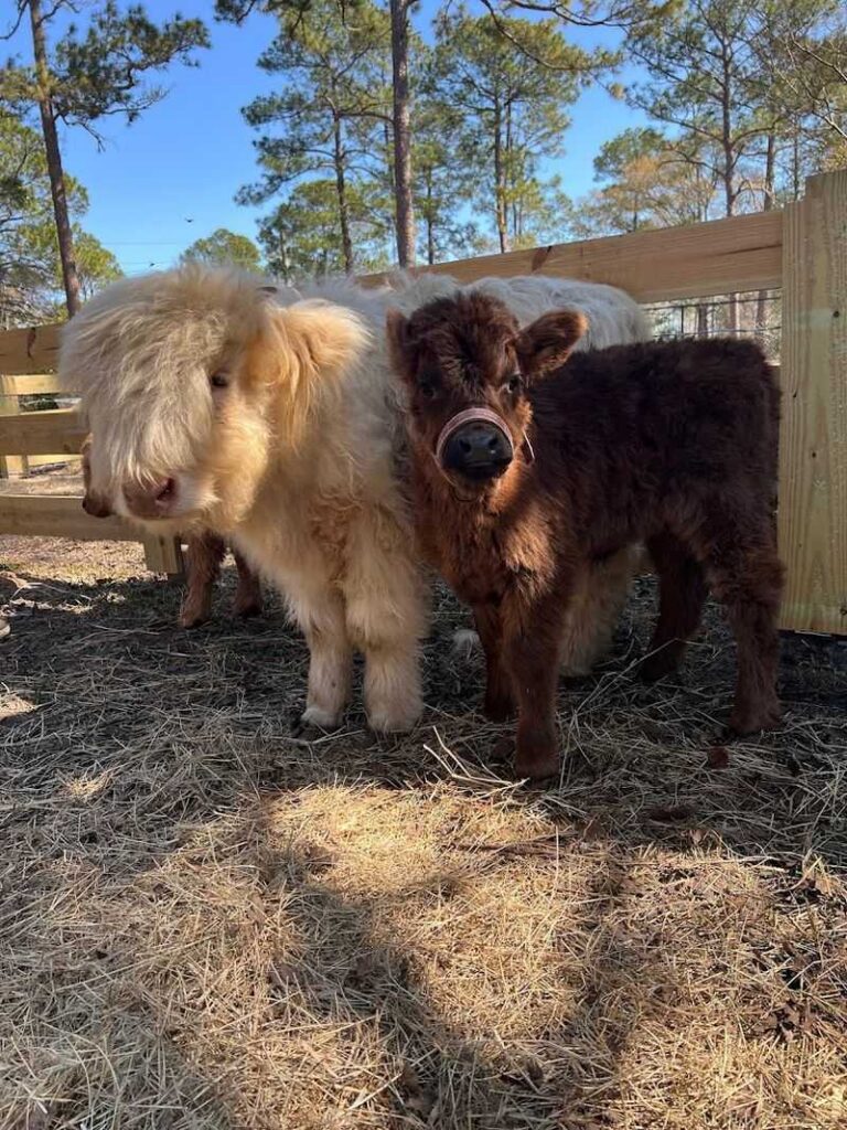 Meet Baby Highland Cows At This Adorable New Animal Café In St ...