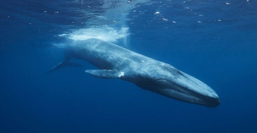 13 Best Destinations for Whale Watching Around the World