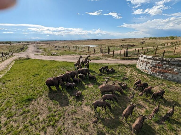 15 Wildlife Rescue Sanctuaries in the U.S. That Welcome Visitors