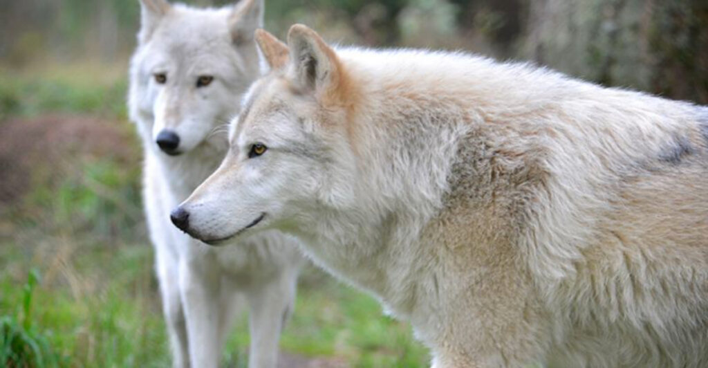 15 Wildlife Rescue Sanctuaries in the U.S. That Welcome Visitors
