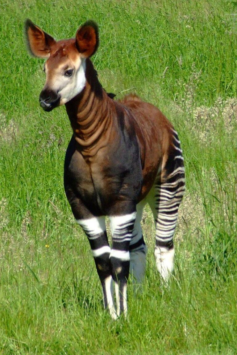 15 of the Coolest Animals Seen at U.S. Zoos