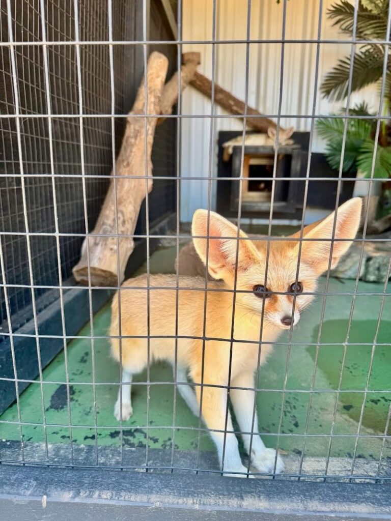This One-of-a-Kind Oklahoma Stay Lets You Meet Over 100 Exotic Animals ...