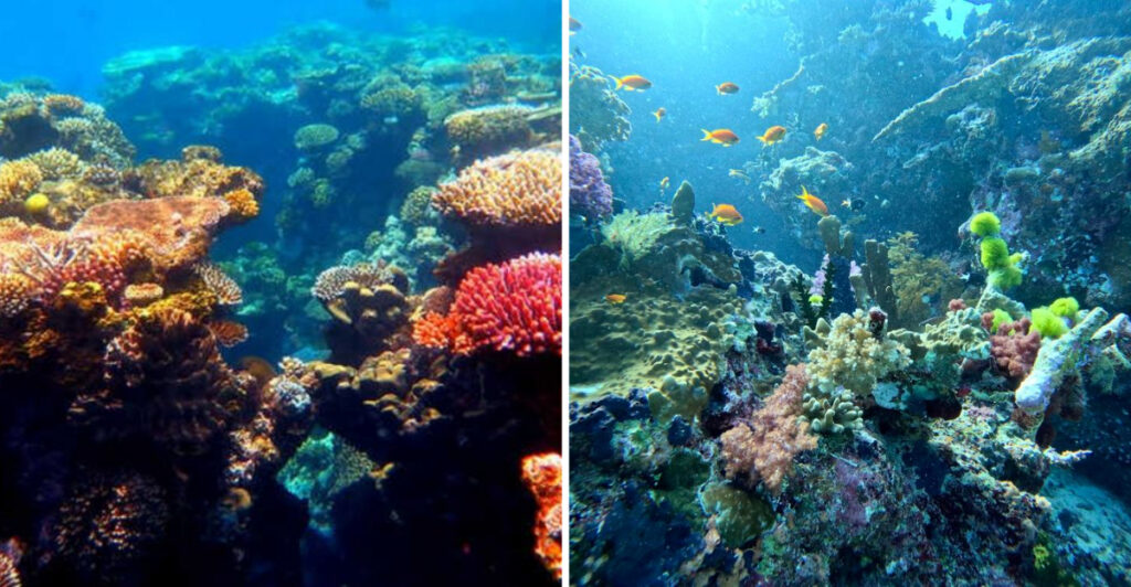 15 Coral Reefs Perfect for Snorkeling Around the World