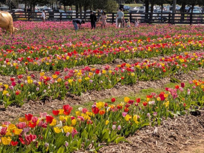 9 Tennessee Flower Farms That Make Spring Feel Magical