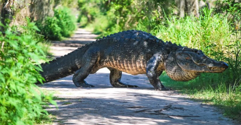 This Lakeland Nature Reserve Feels Like Old Florida, Where Wild ...