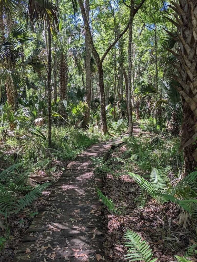 This Massive Forest Near Silver Springs Is Home to Crystal-Clear ...