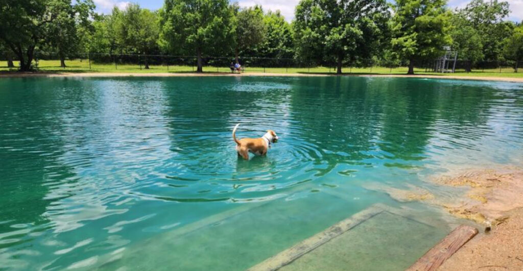 15 Amazing U.S. Dog Parks Worth Planning a Trip Around