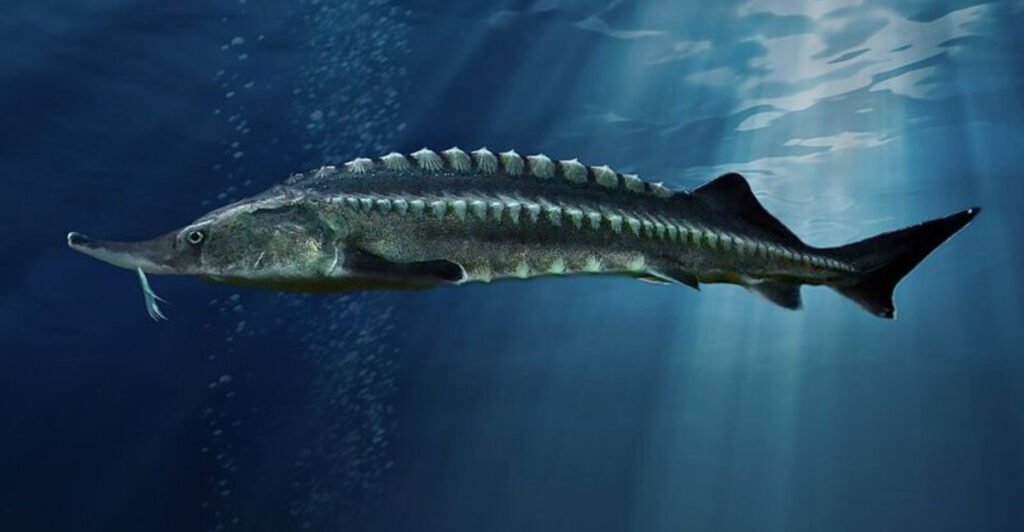 These 15 Giant Fish Are the Largest Creatures Swimming Today