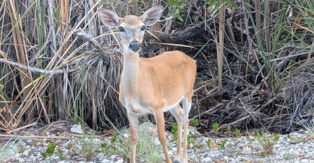 This Hidden Florida Keys Island Is Famous for Tiny Deer and Quiet ...