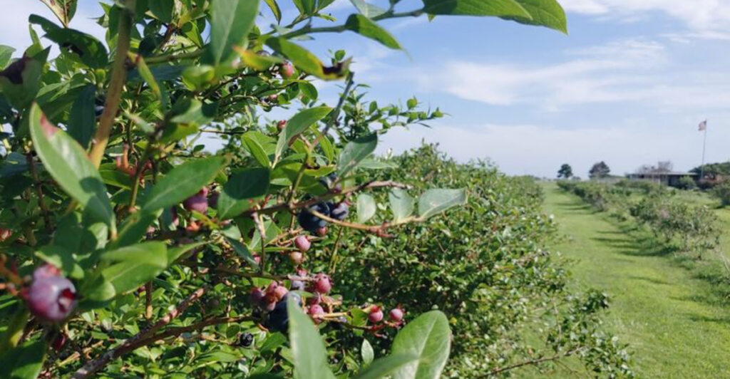 This Scenic Oklahoma Fruit Farm Lets You Pick Your Way Through the Best ...