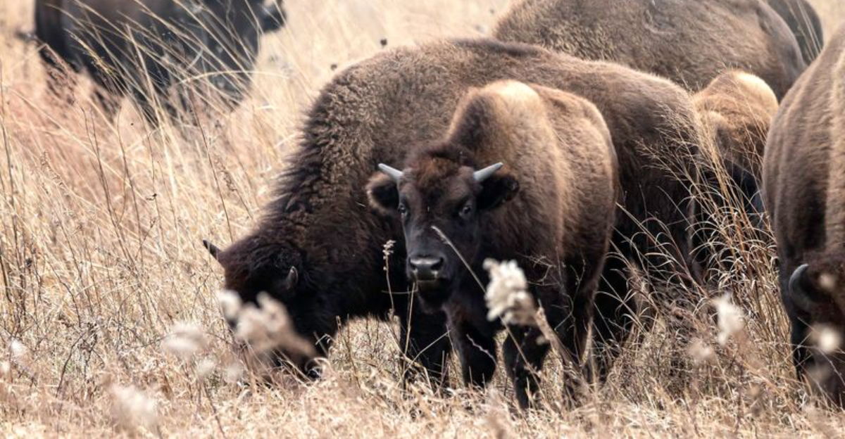 This Tiny Indiana Town Has a 1,000-Acre Prairie Where Bison Still Roam