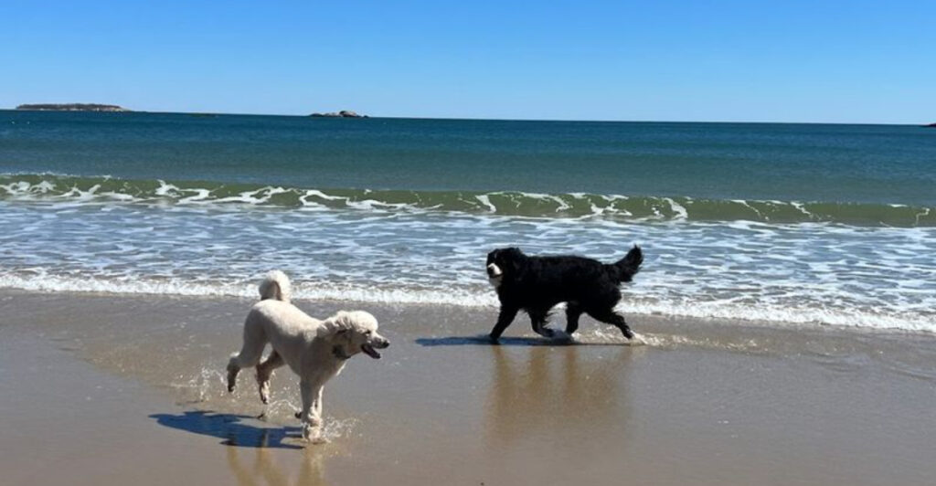 This Massachusetts Beach Is Famous For Sand That Actually Sings Under ...