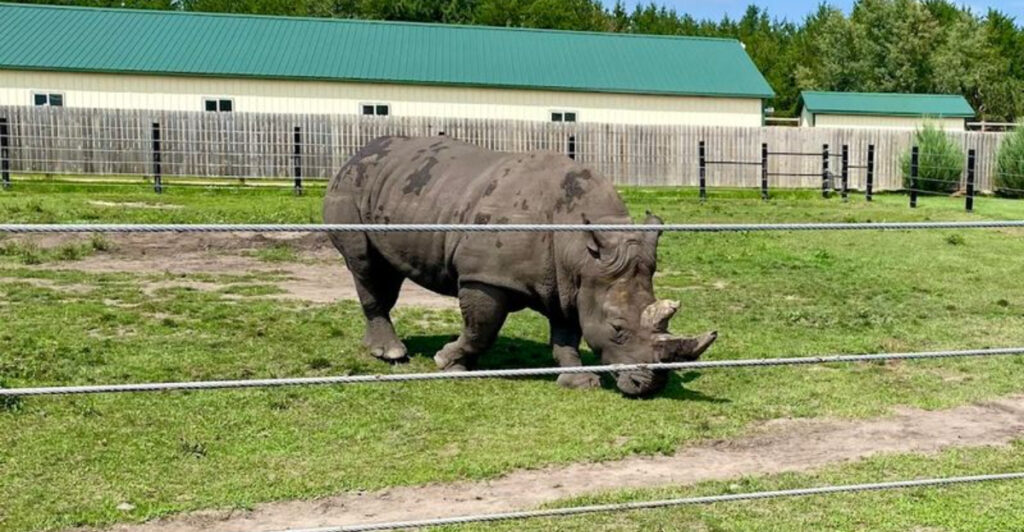 This Minnesota Wildlife Park Lets Visitors Get Closer To Exotic Animals ...