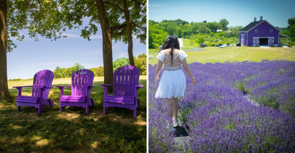 This Ohio Lavender Farm Looks Like a Slice of Provence in Summer